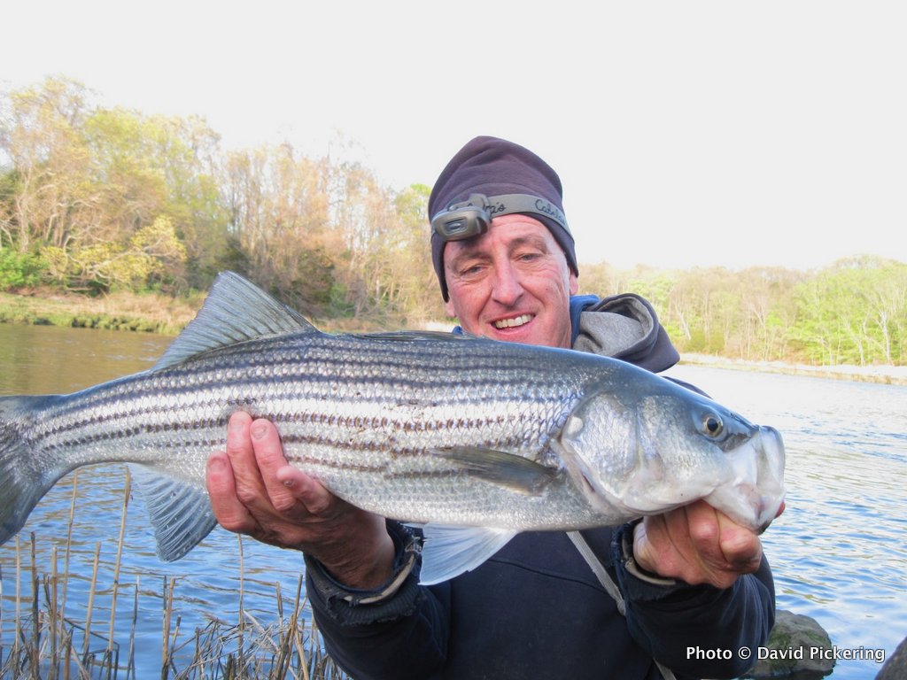 Striper Bliss: Two Casts, Two Keepers | US Harbors