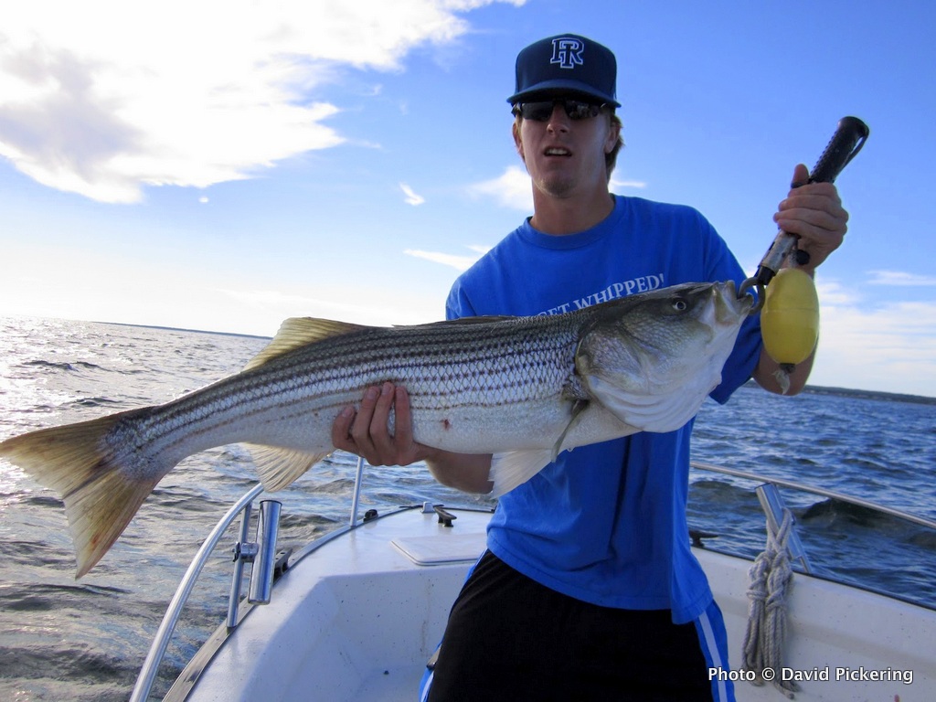 Stripers, Albies, Blues: The Fall Run Is Here! | US Harbors