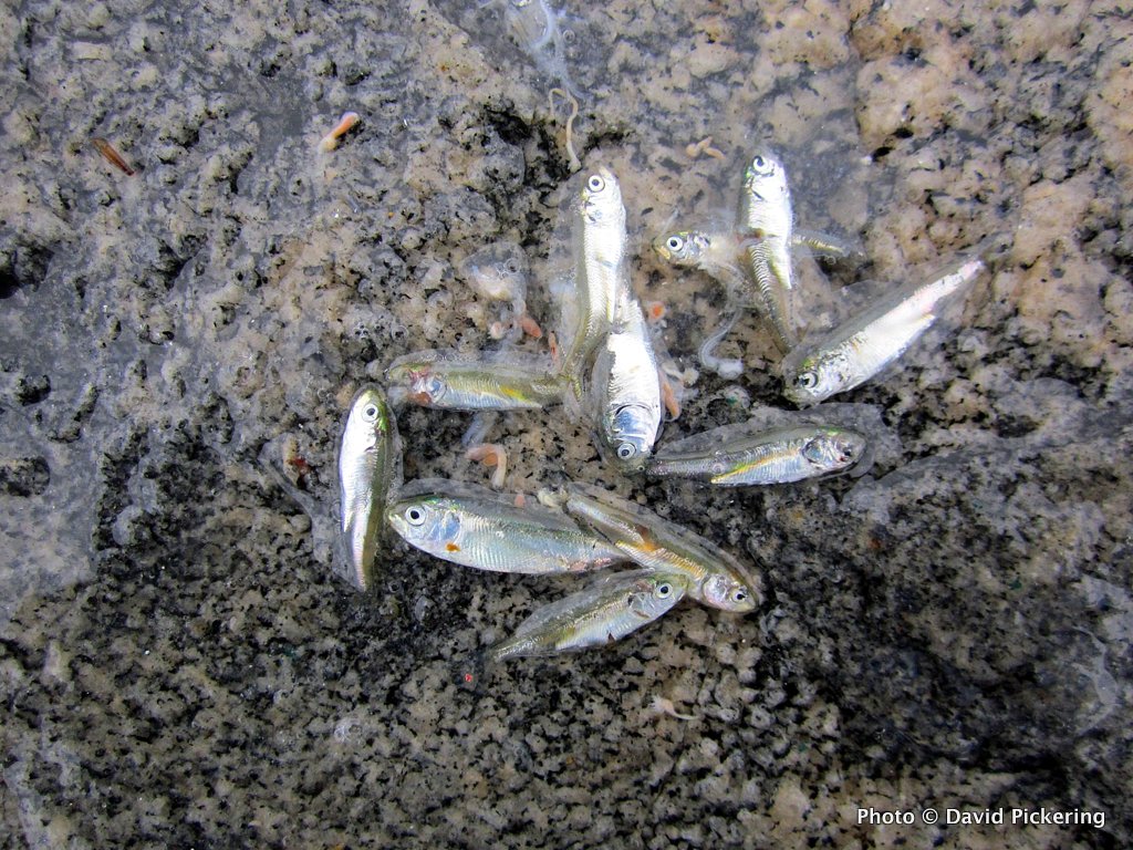 Glut of Bait Attracting All Sorts of Fish to RI Shore | US Harbors