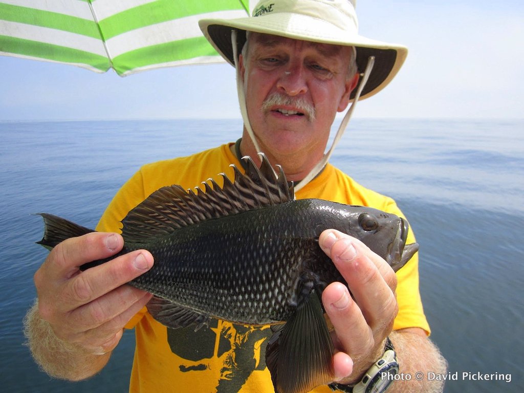 Bottom Feeders Abundant in RI, but No Stripers or Blues | US Harbors