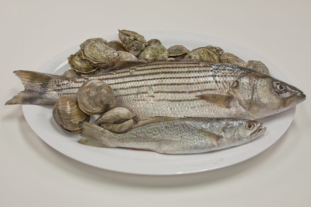 Will a Community Supported Fishery Work in VA? | US Harbors