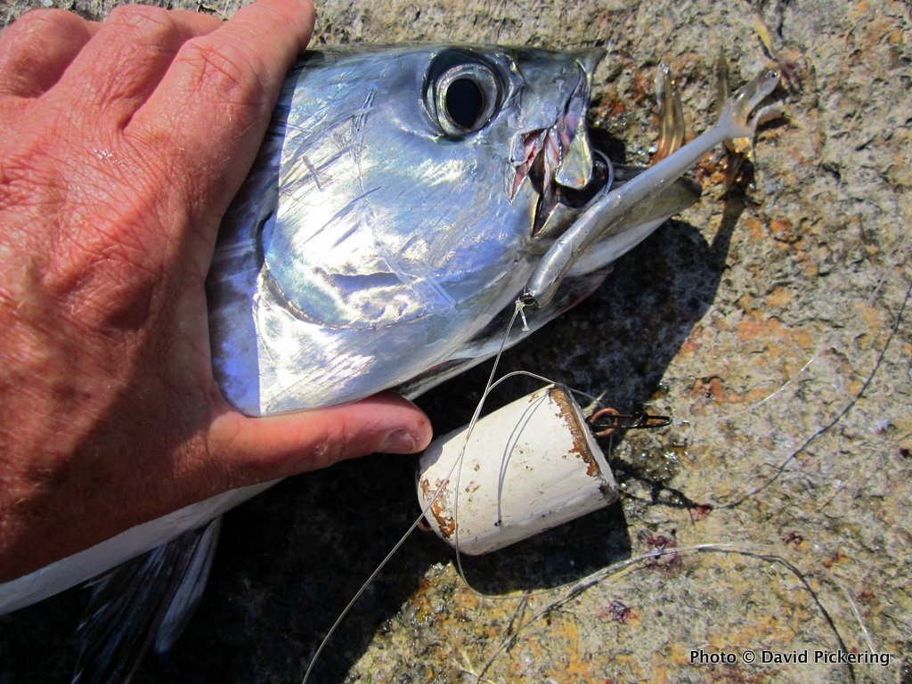 How to Fool False Albacore | US Harbors