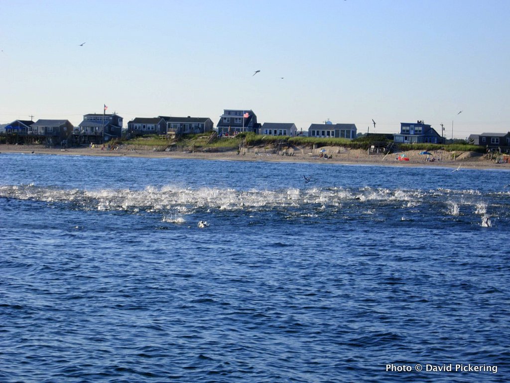 Landing in a Blitz of Bluefish at the RI Shore | US Harbors