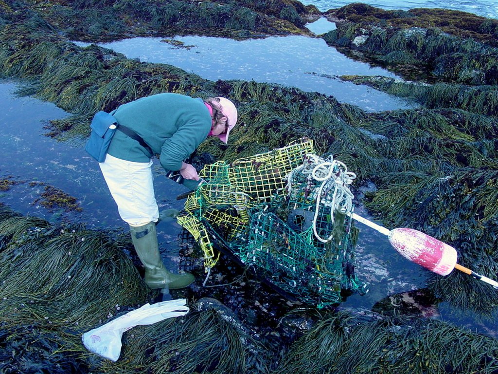 Coastal Ponderings: Do Tide Pools Have To-Do Lists? | US Harbors