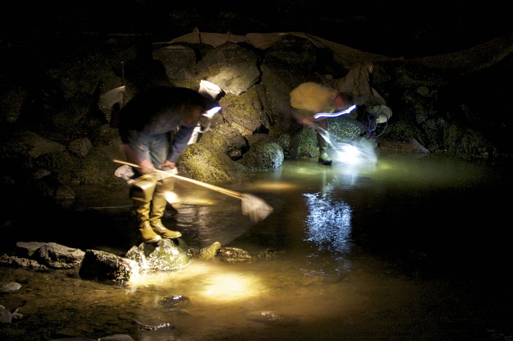 Opening Night of Elver Season | US Harbors