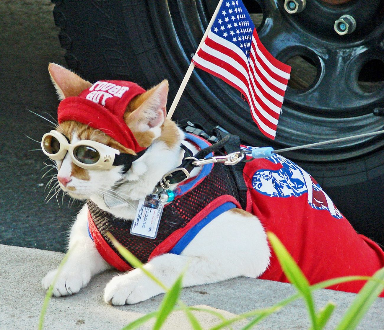 Tips to Keep Your Pet Happy and Safe on the Fourth of July | US Harbors