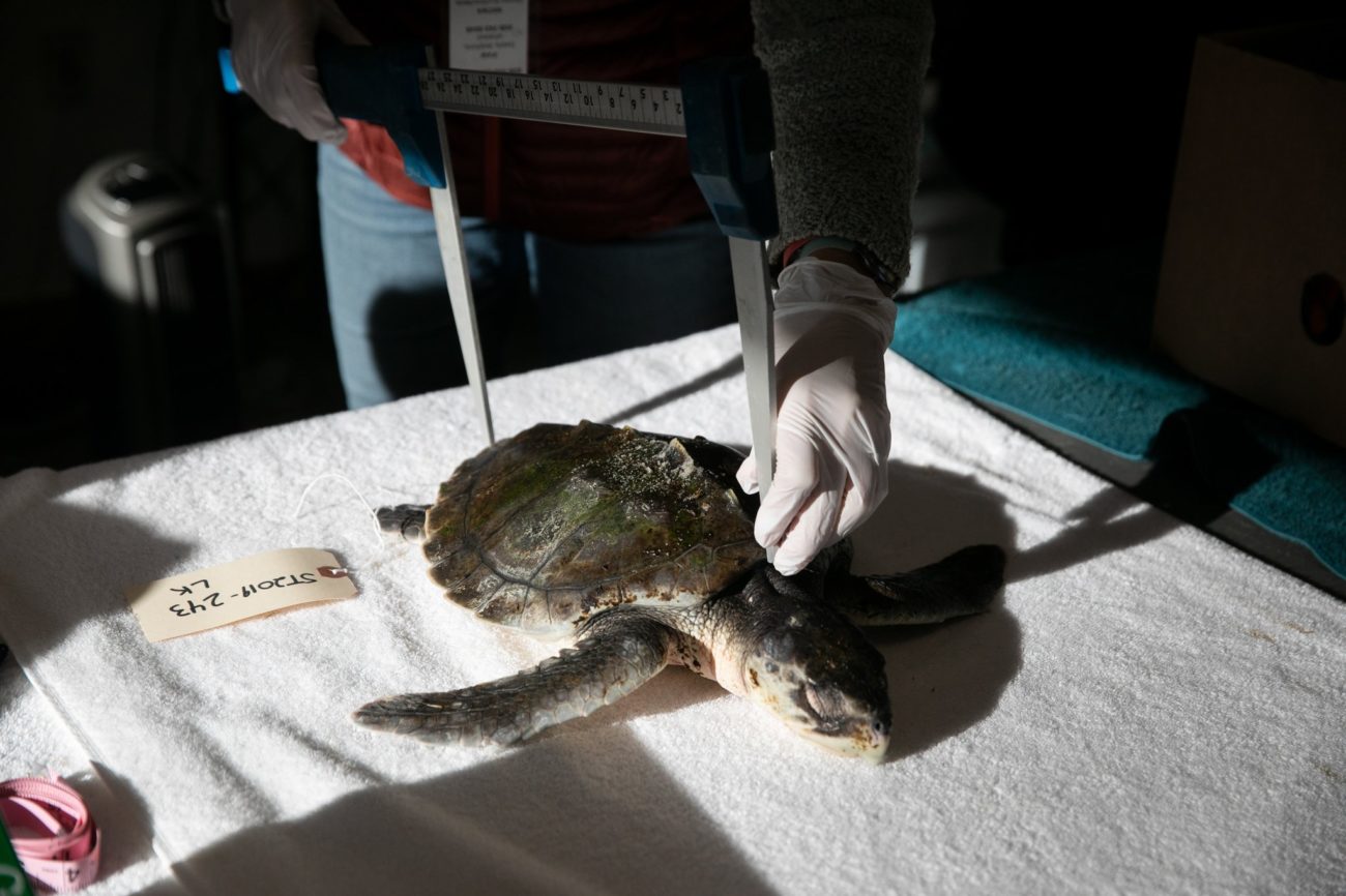 Changing Seas Bring ‘Turtle Stranding Season’ to Cape Cod | US Harbors