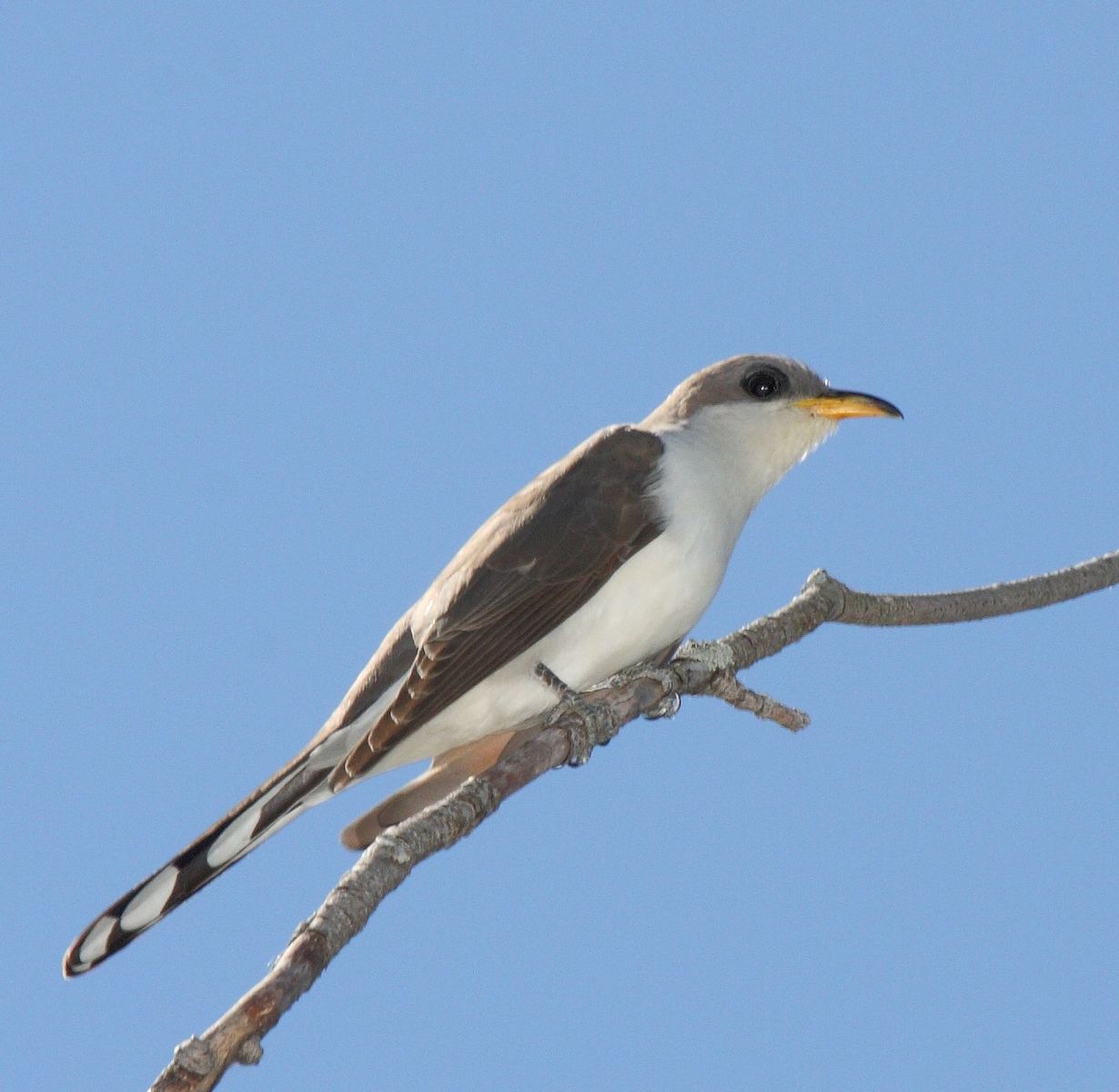 US Sets Aside Habitat Critical for Survival of Rare Songbird | US Harbors