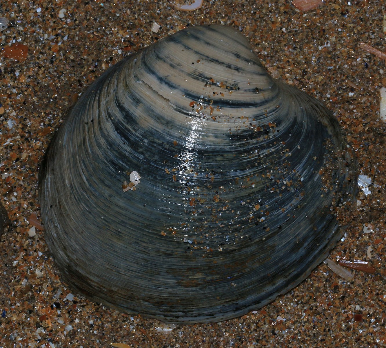 NOAA Announces Specs for Atlantic Surfclam and Ocean Quahog | US Harbors