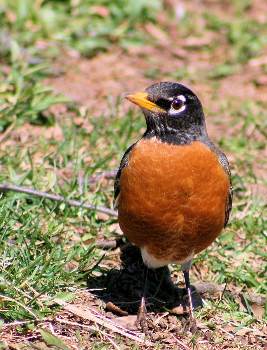 Scientists Hail Golden Age to Trace Bird Migration with Tech | US Harbors