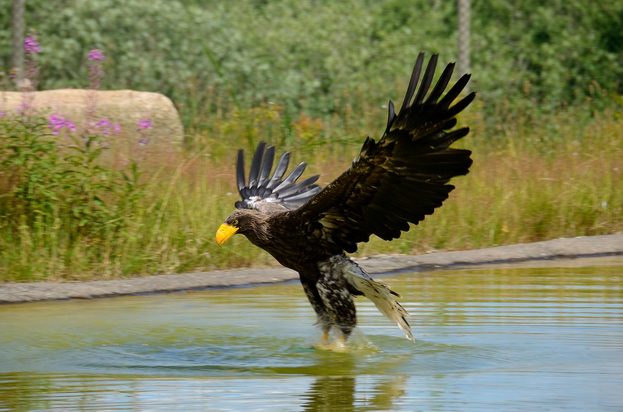 Rare Steller’s Sea Eagle Spotted a Long Way from Home | US Harbors