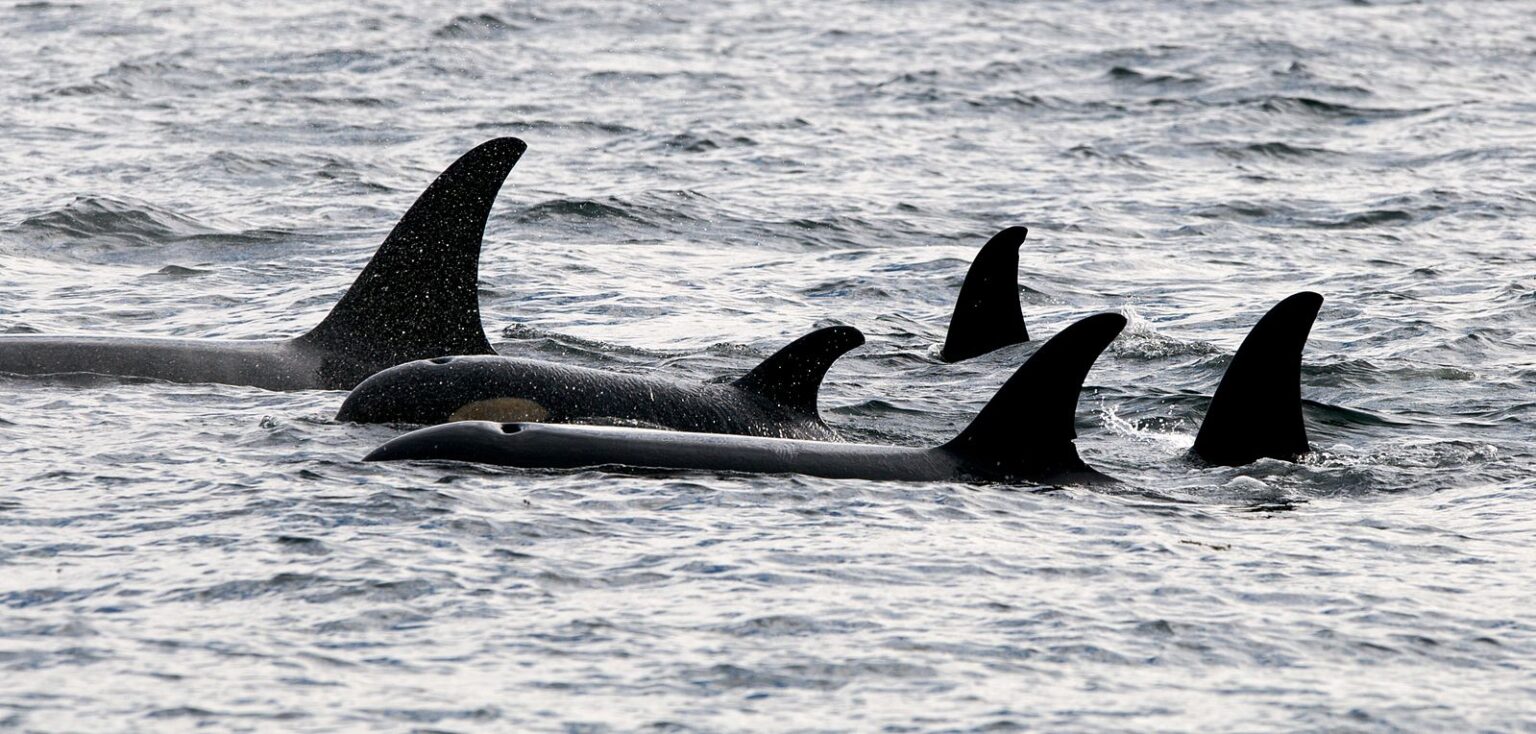 Orca Sightings Way Up This Year | US Harbors