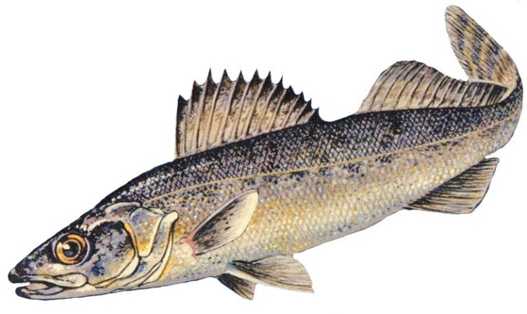 Blue Pike: Long Gone But Not Forgotten | US Harbors