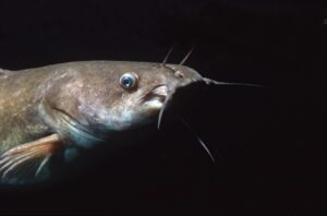 August is National Catfish Month | US Harbors