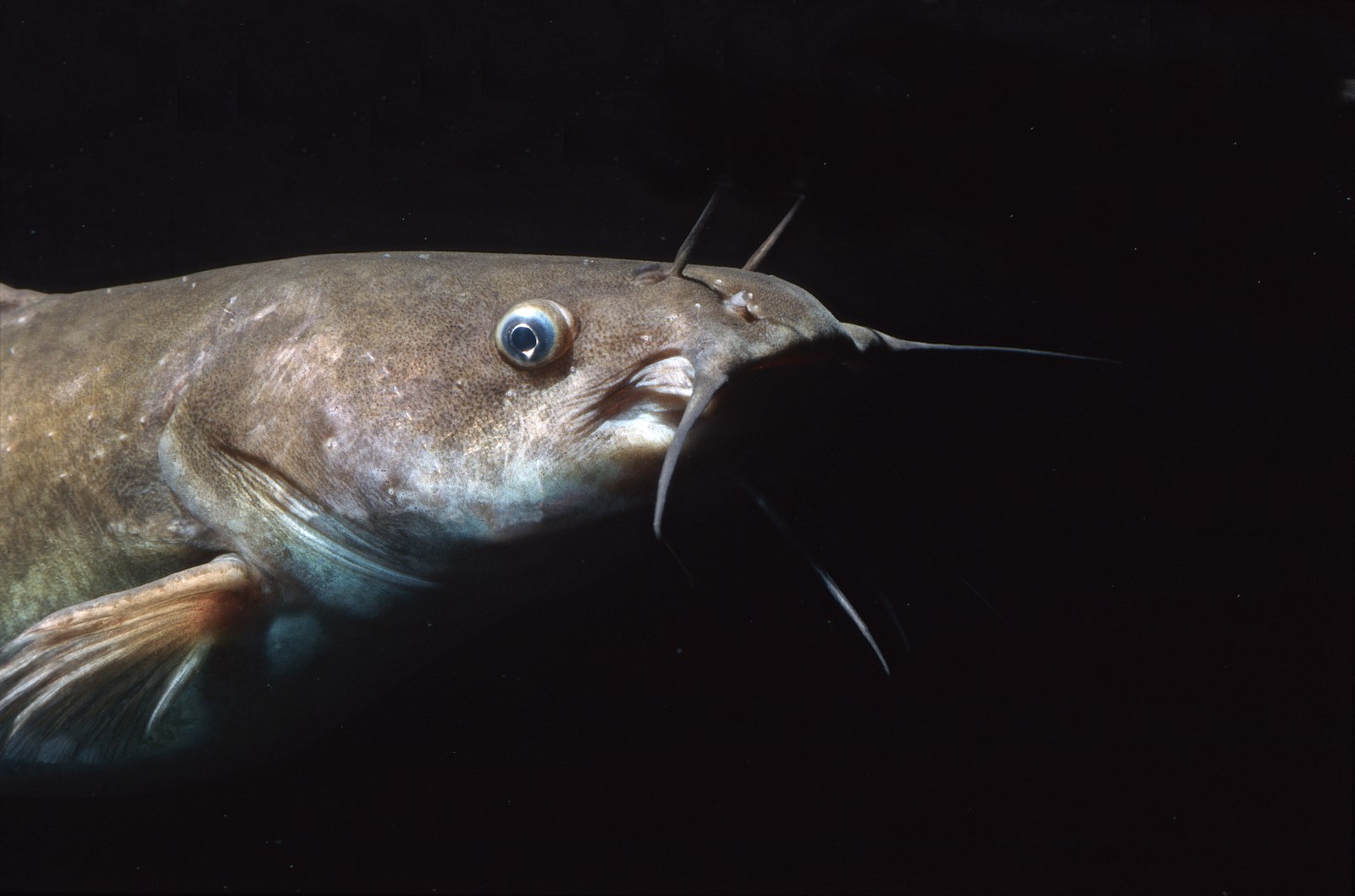 August is National Catfish Month | US Harbors