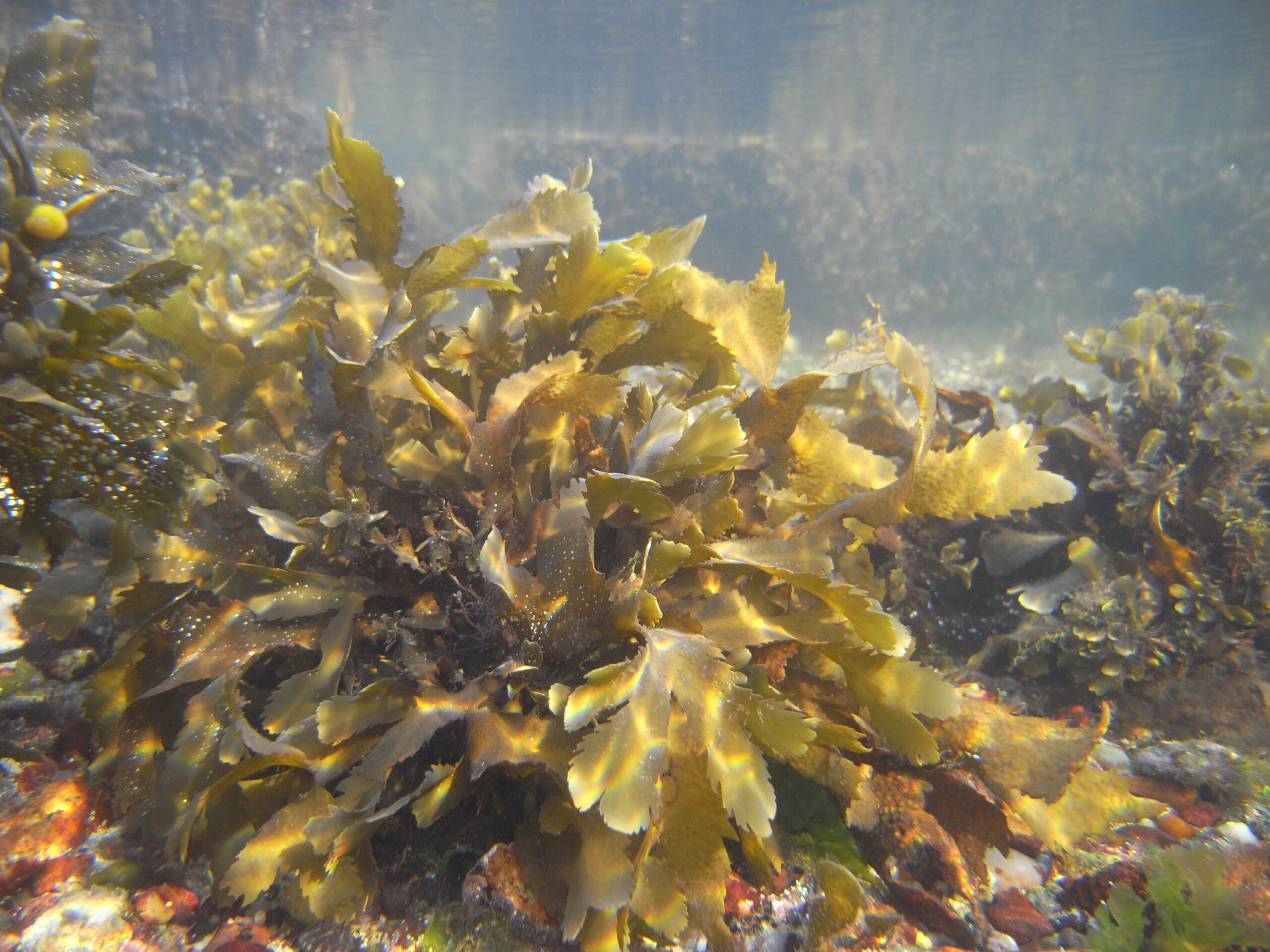 Exploring the Massive Sargassum Seaweed Bloom in Caribbean