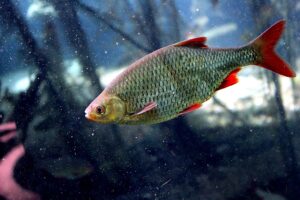 Utrecht’s Fish Doorbell: Saving Fish Migration in a Small Dutch City