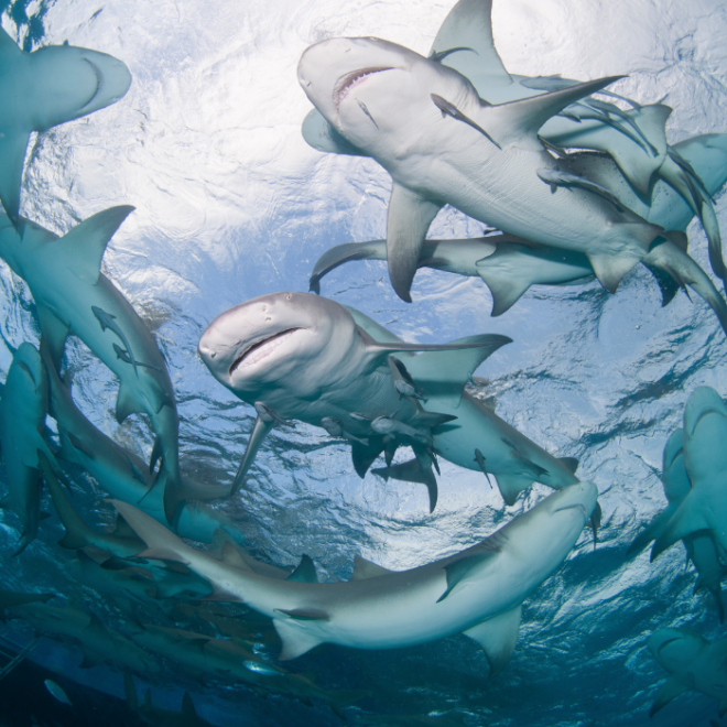 Everything You Want to Know About Sharks | US Harbors
