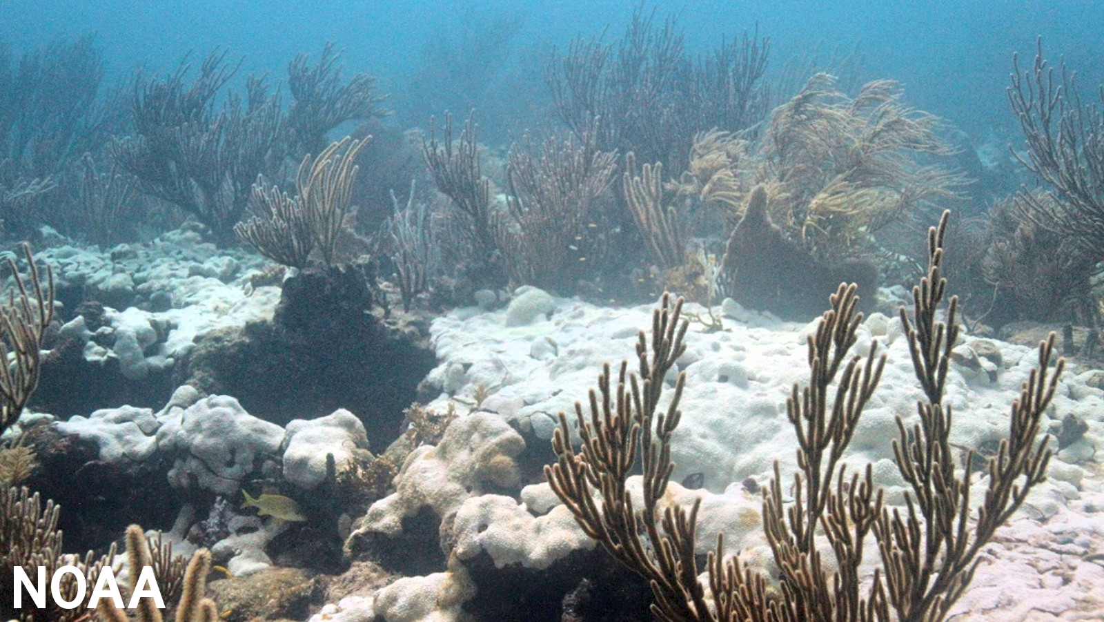 Rising Ocean Temperatures Trigger Unprecedented Marine Heat Waves