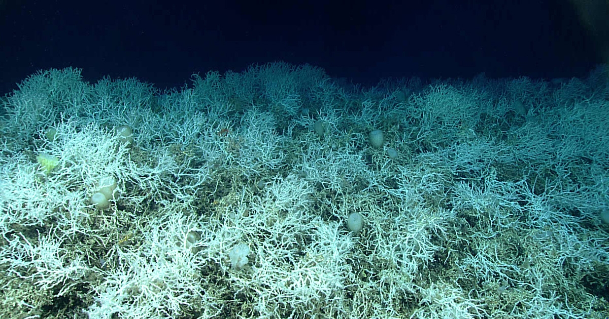 Largest Deep-Sea Coral Reef: Blake Plateau Discovery