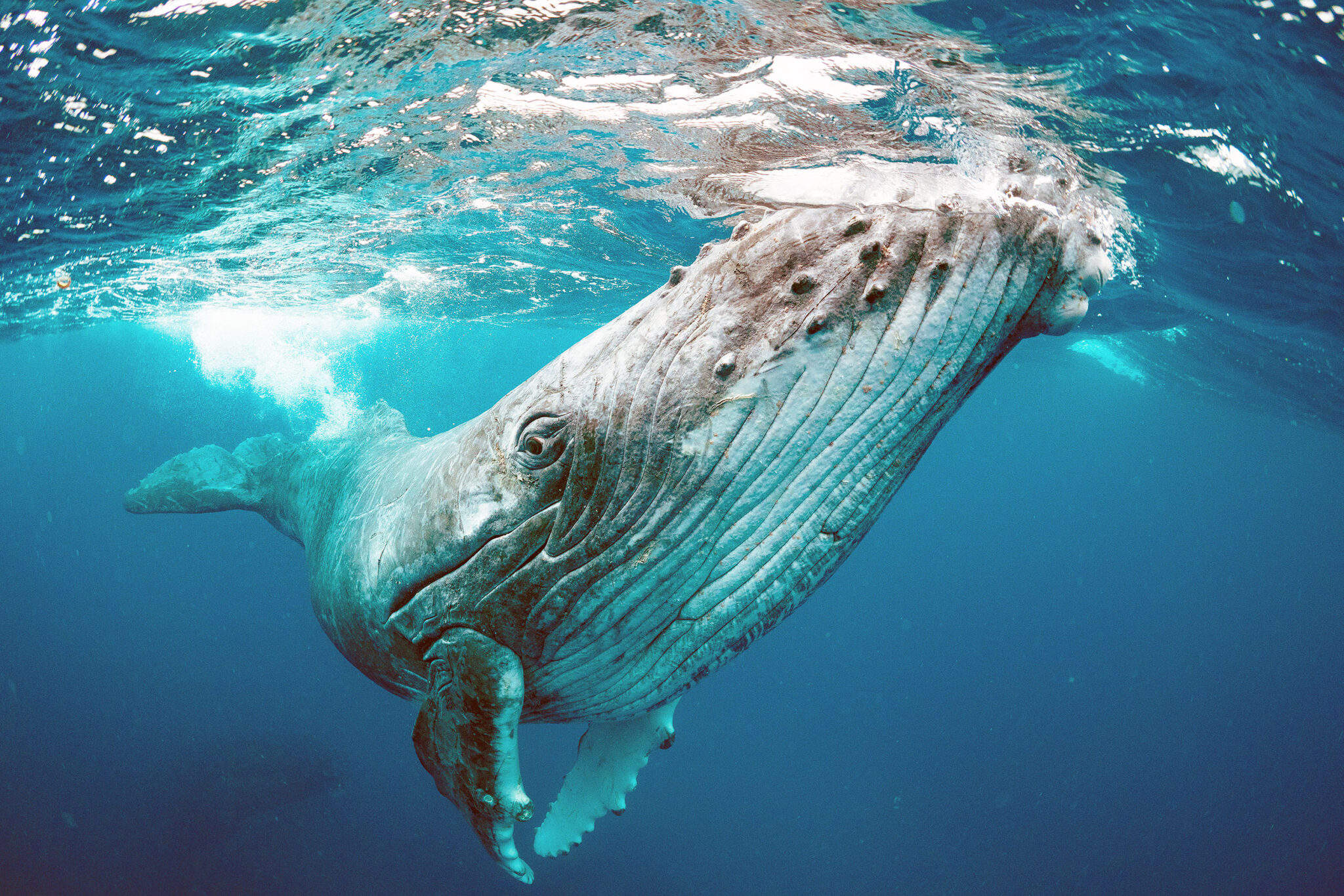 Baleen Whales’ Underwater Songs Unveiled | US Harbors