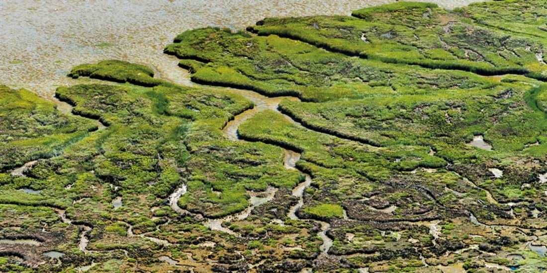 Restoring San Francisco Bay’s Marshland | US Harbors