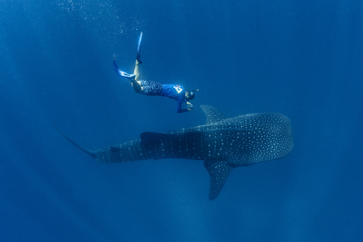 Project CETI: Communicating with Sperm Whales | US Harbors
