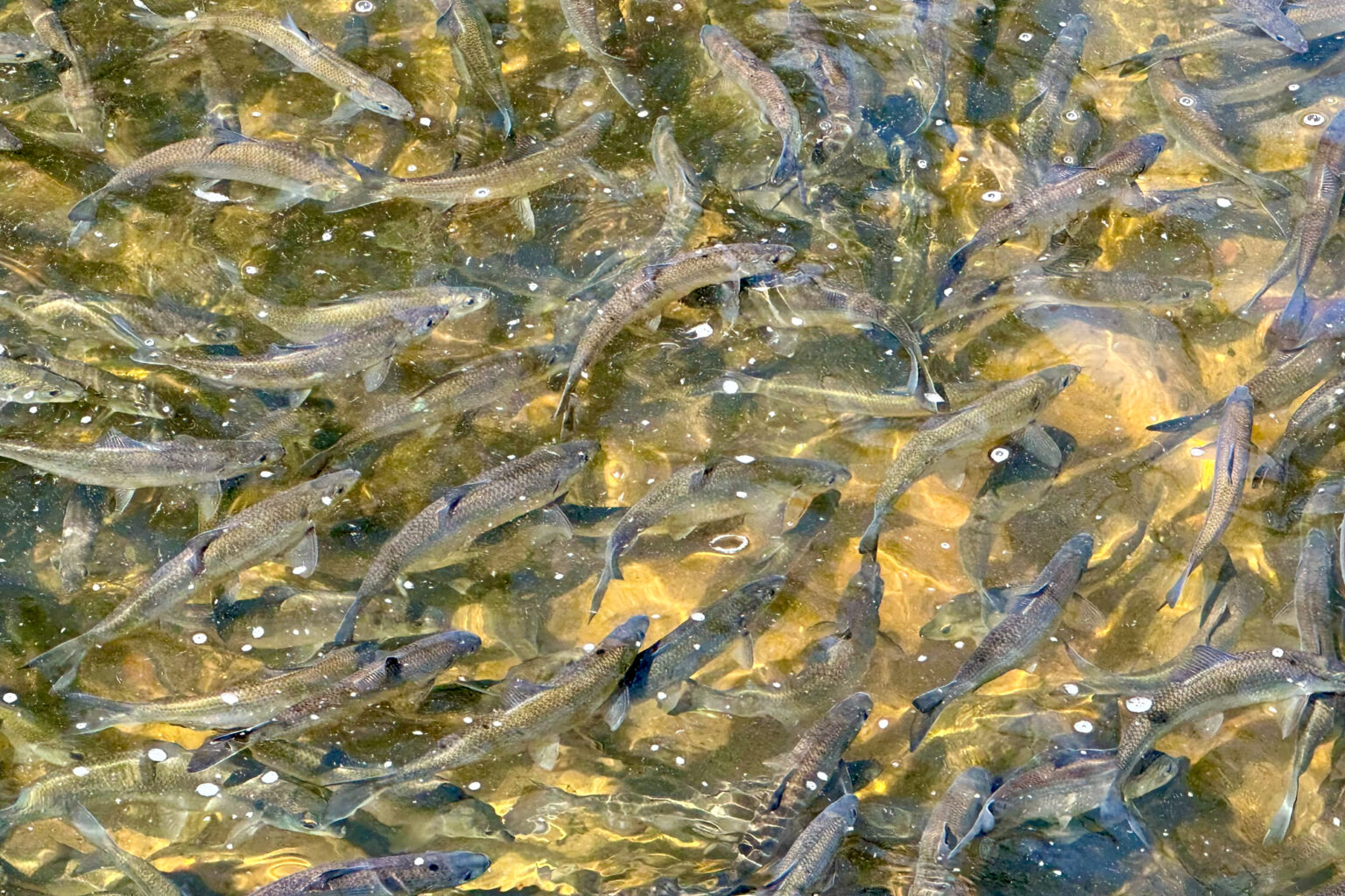Cape Cod River Herring Revival | US Harbors