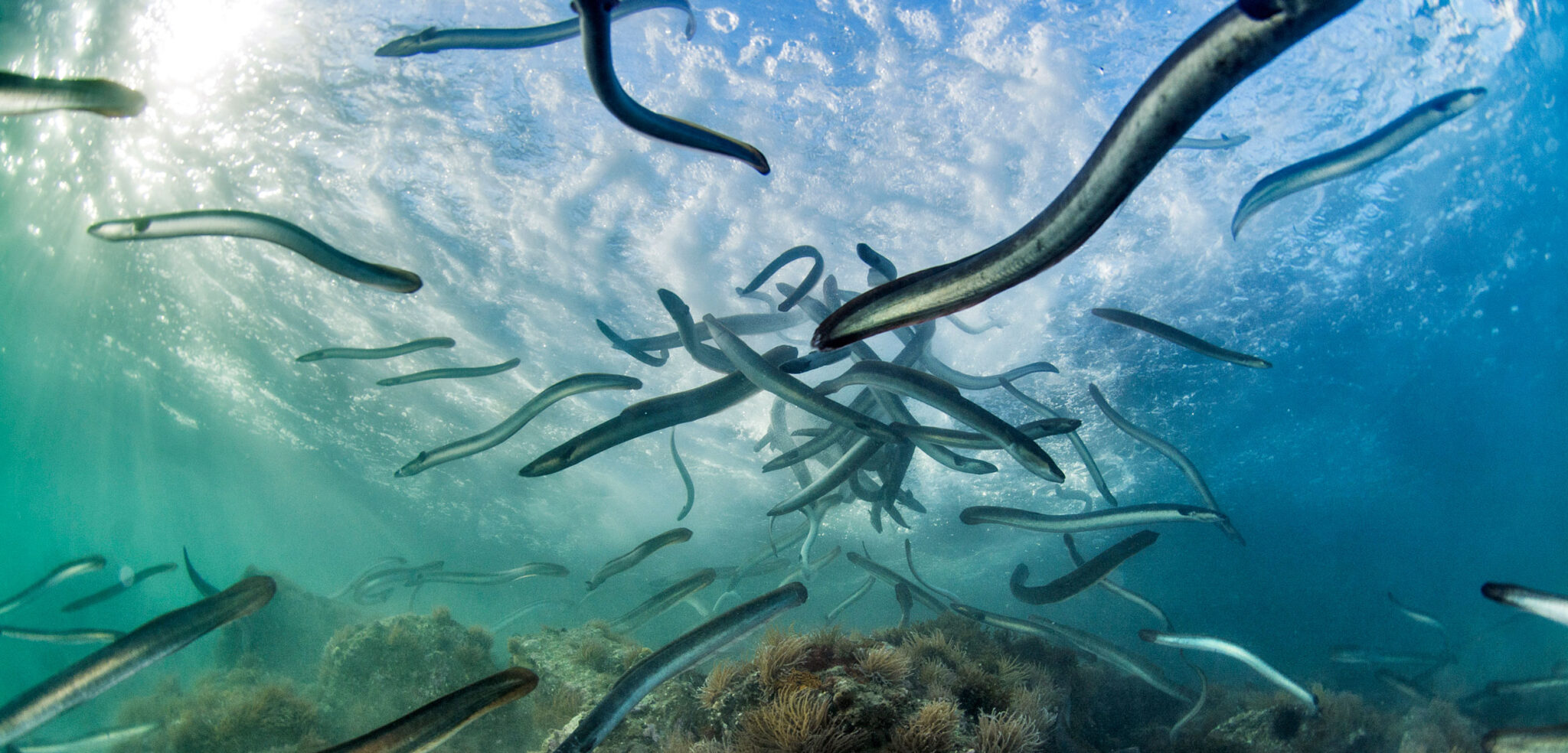 Maine Tribal Fishermen Lead Eel Restoration | US Harbors