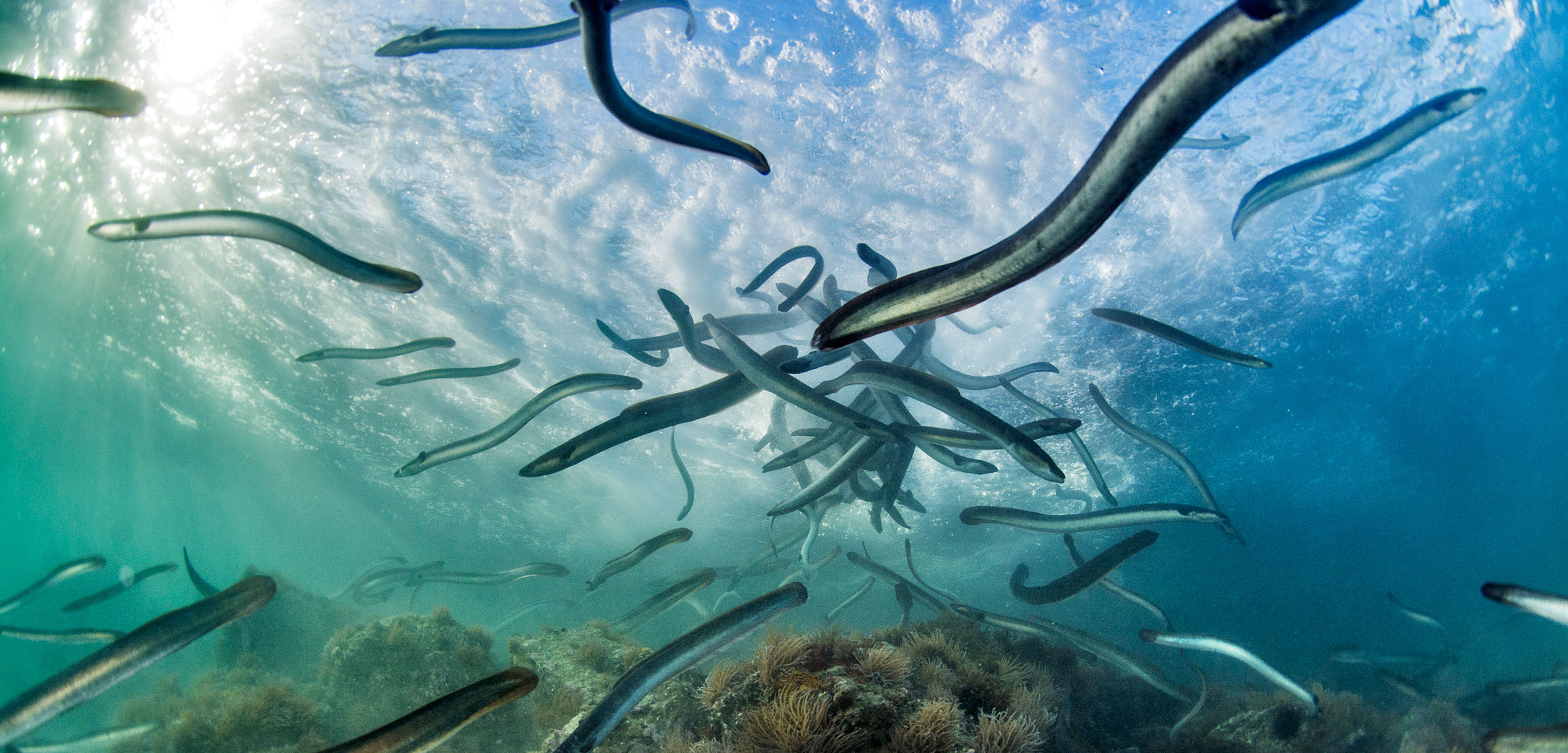 Maine Tribal Fishermen Lead Eel Restoration | US Harbors