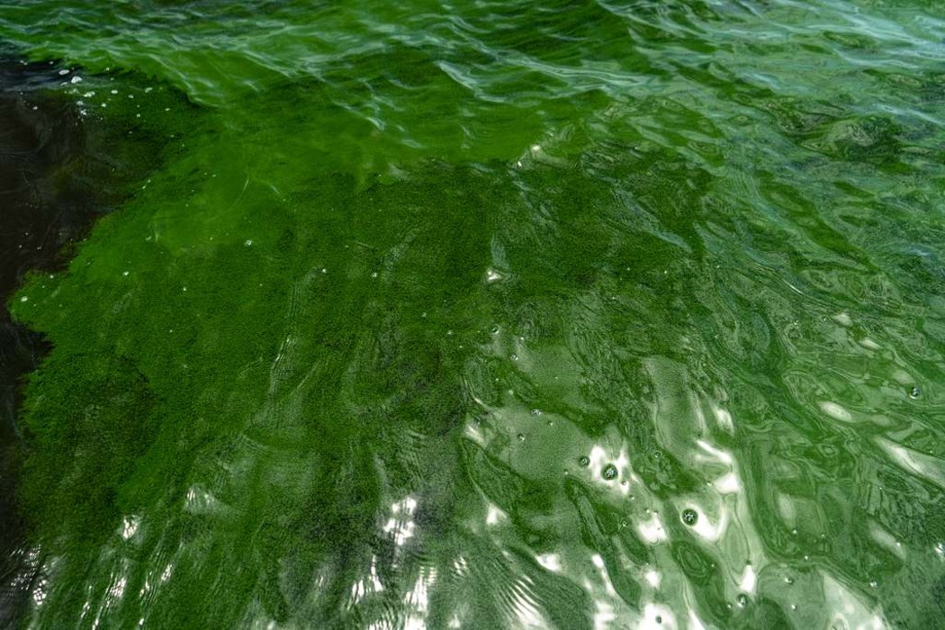 Massive Harmful Algal Bloom Detected in Arctic | US Harbors