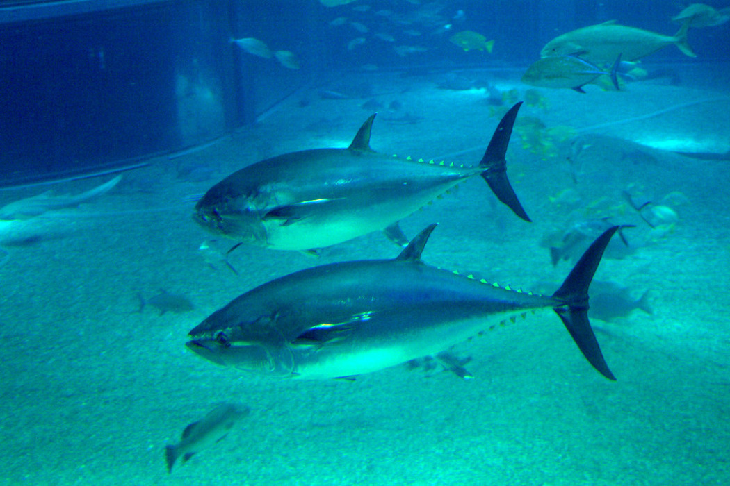 Tuna Quotas to Rise by 80% in 2025 | US Harbors