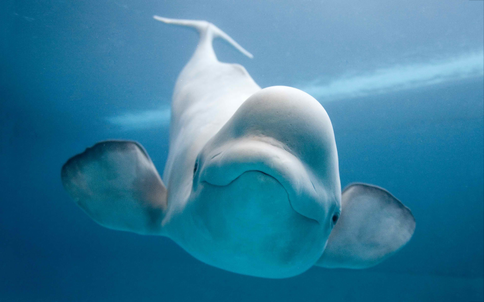 Beluga Whales Adapt to Hudson Bay’s Changing Climate | US Harbors