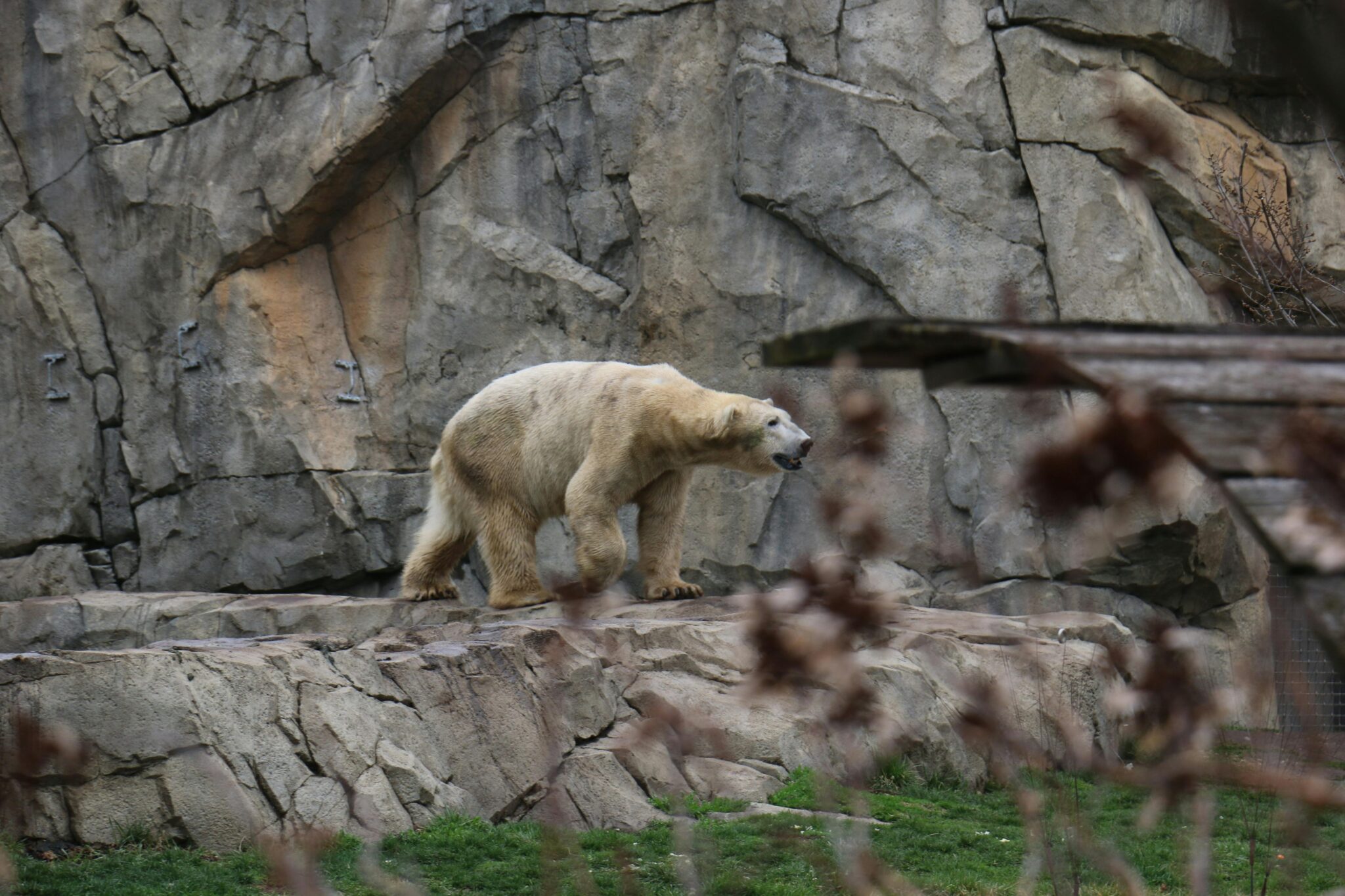Polar Bears Adapt to Arctic Climate Change | US Harbors