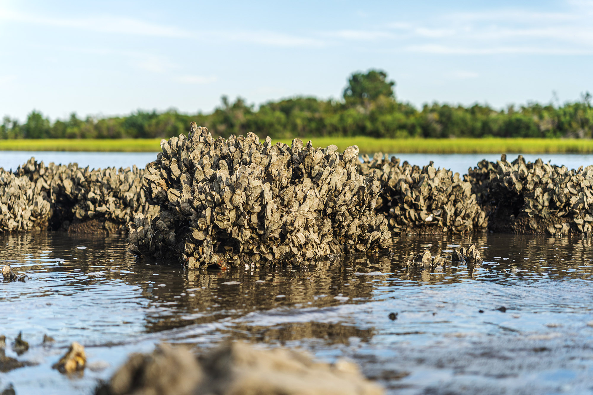 Honoring the Vital Role of Oysters | US Harbors