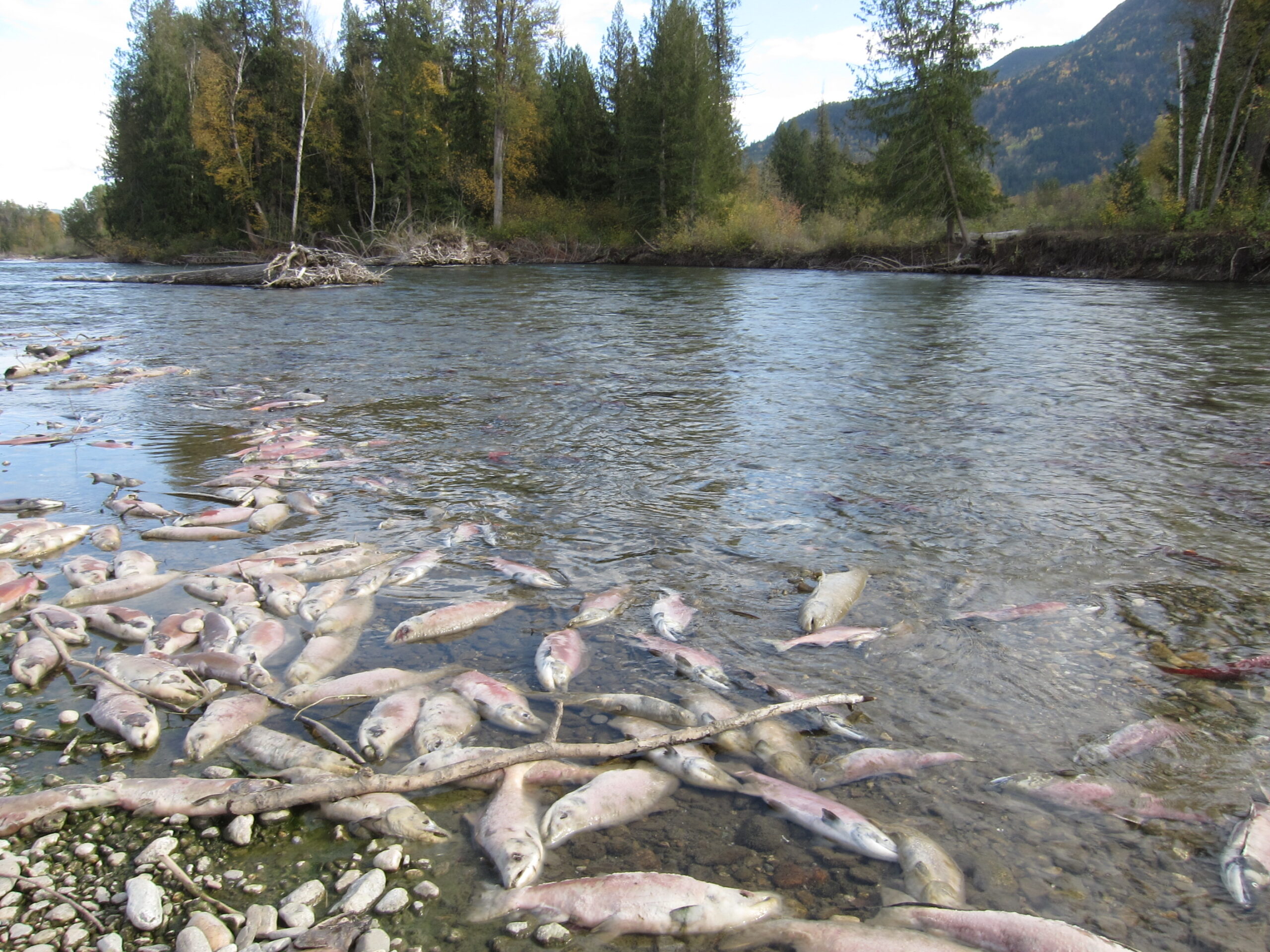 AI Helps Restore Salmon Runs | US Harbors
