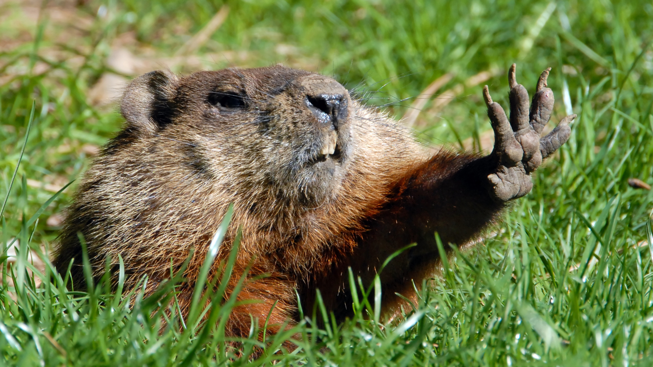 NOAA’s Take on Weather Predicting Rodents | US Harbors