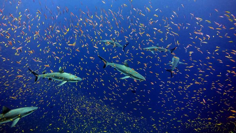 How Sharks Keep the Ocean Healthy | US Harbors