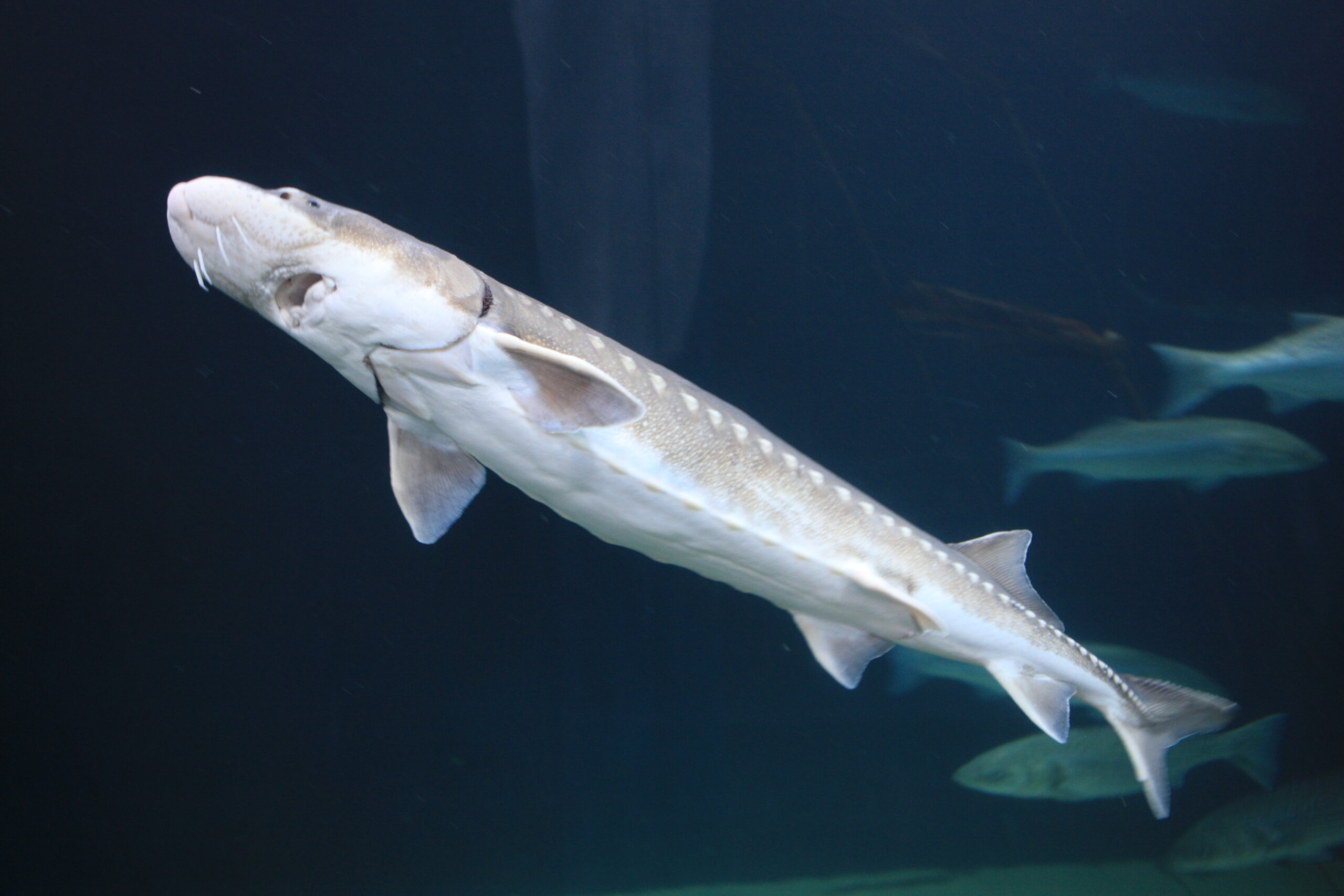 World’s Giant Freshwater Game Fish: Angler’s Guide | US Harbors