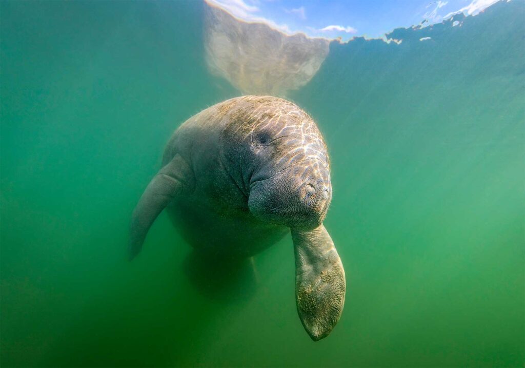 Jimmy Buffett’s Legacy of Ocean Conservation | US Harbors