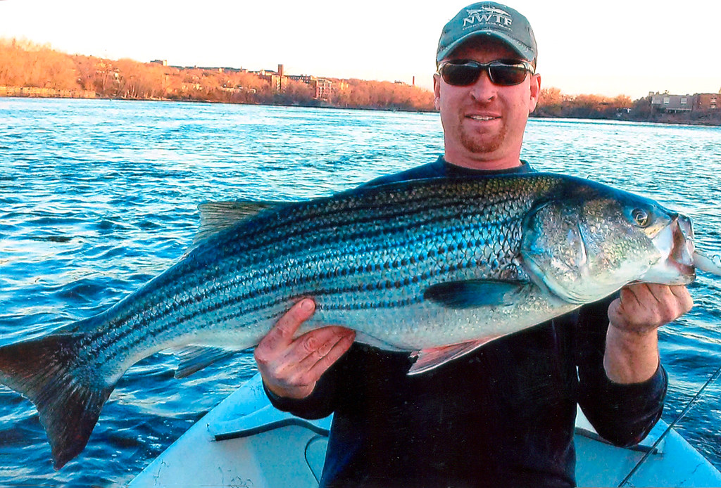 12 Best Striped Bass Lures: Expert Guide | US Harbors