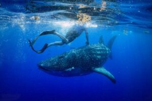 A Year Tracking Larry the Whale Shark | US Harbors